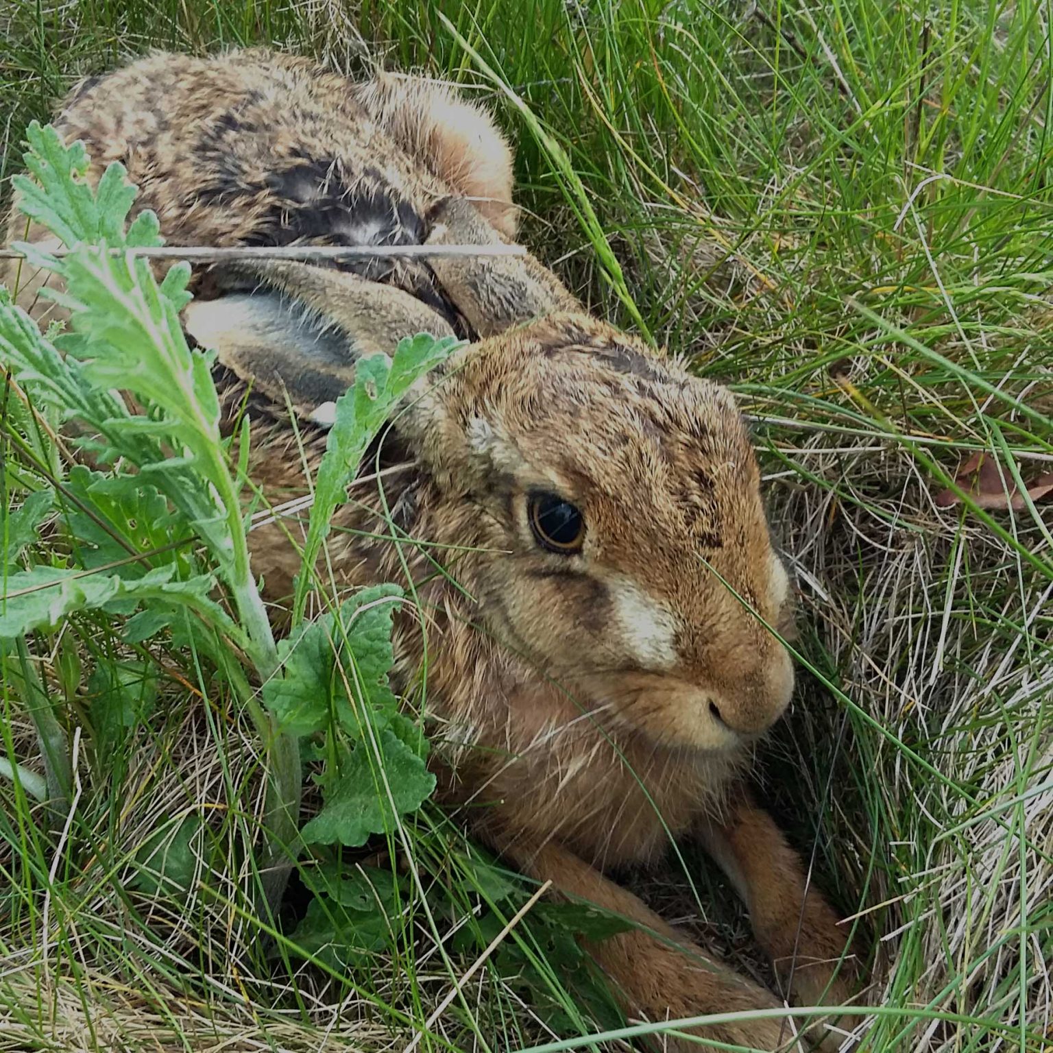 Home - Wimbish Village Website