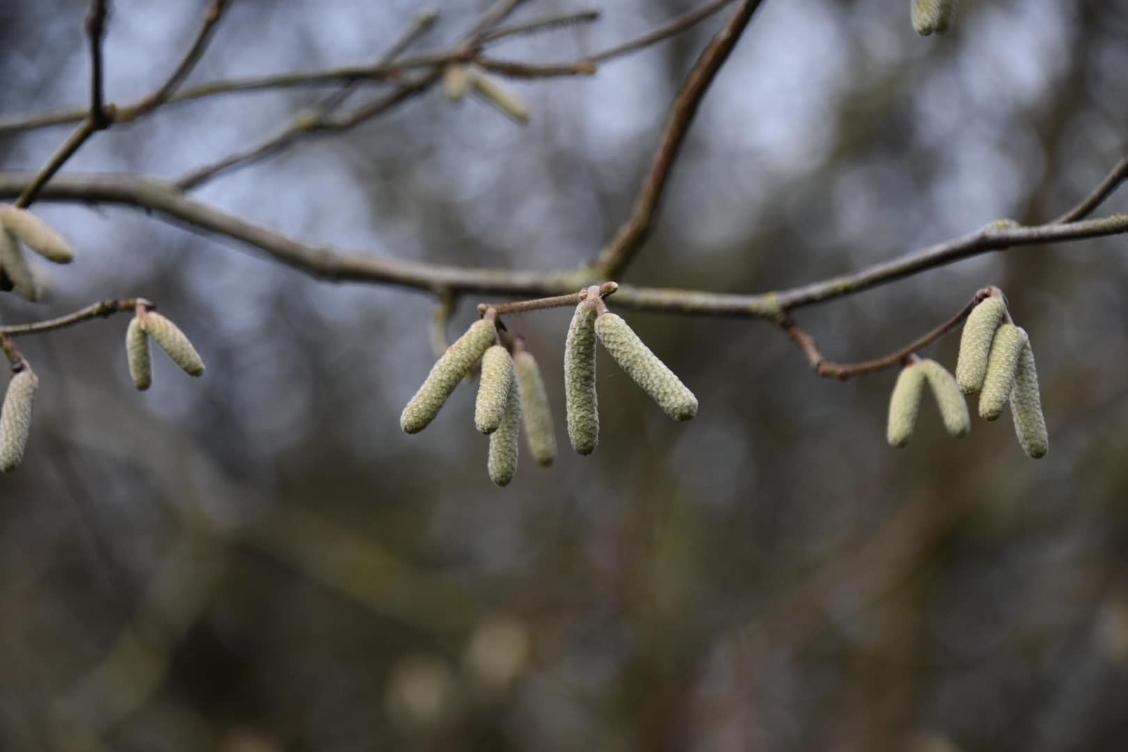 Wimbish the Surname - Wimbish Village Website